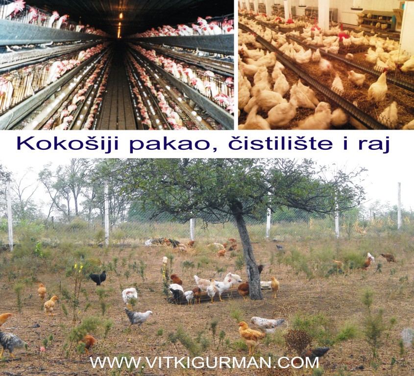 Prva farma u Srbiji za organska jaja - Vitki Gurman